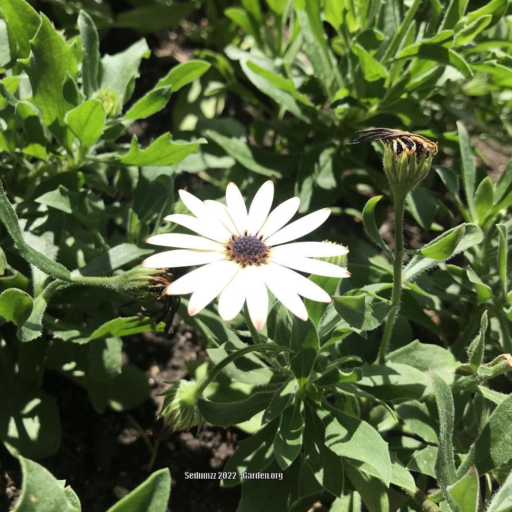 Photo of the bloom of African Daisy (Osteospermum Serenity™ White ...