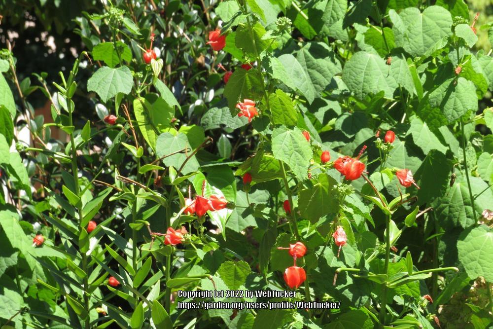 Photo of the leaves of Turk's Cap (Malvaviscus arboreus) posted by WebTucker - Garden.org
