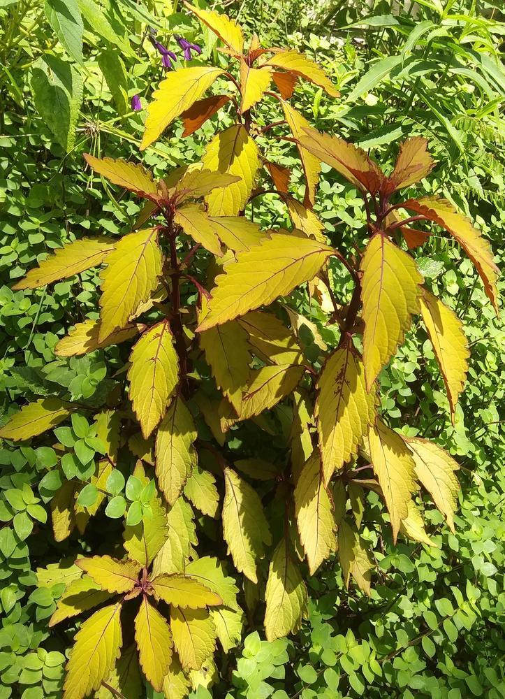 Photo of the entire plant of Coleus (Coleus scutellarioides ...