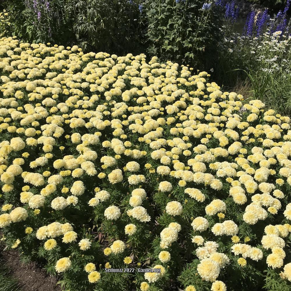 Photo of the entire plant of Aztec Marigold (Tagetes erecta 'Inca ...