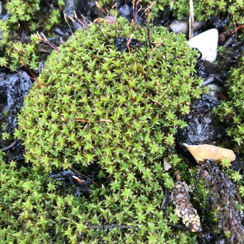 Photo of the entire plant of Syntrichia ruralis posted by sedumzz ...