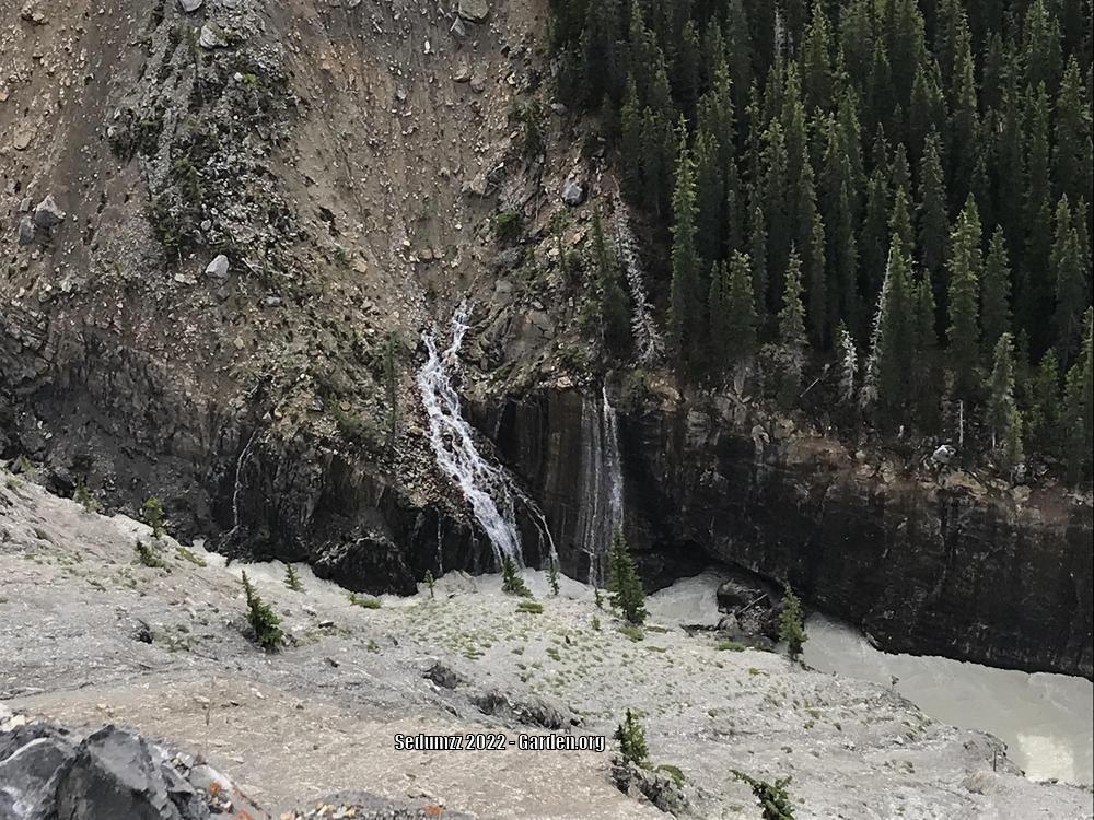 Photo of the habitat view of Yellow Mountain Avens (Dryas drummondii ...