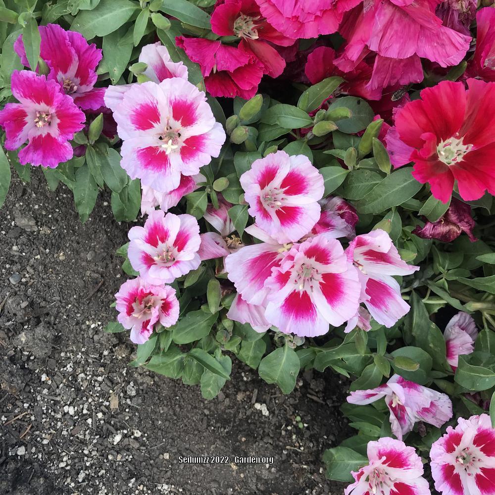 Photo of the entire plant of Godetia (Clarkia amoena 'Fruit Punch Mix ...