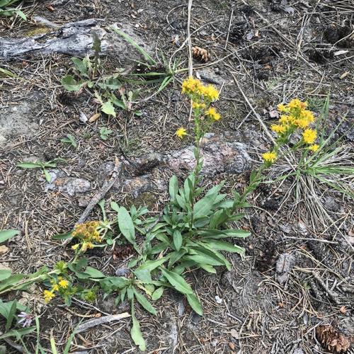 Rocky Mountain Goldenrod (Solidago multiradiata) in the Goldenrods ...