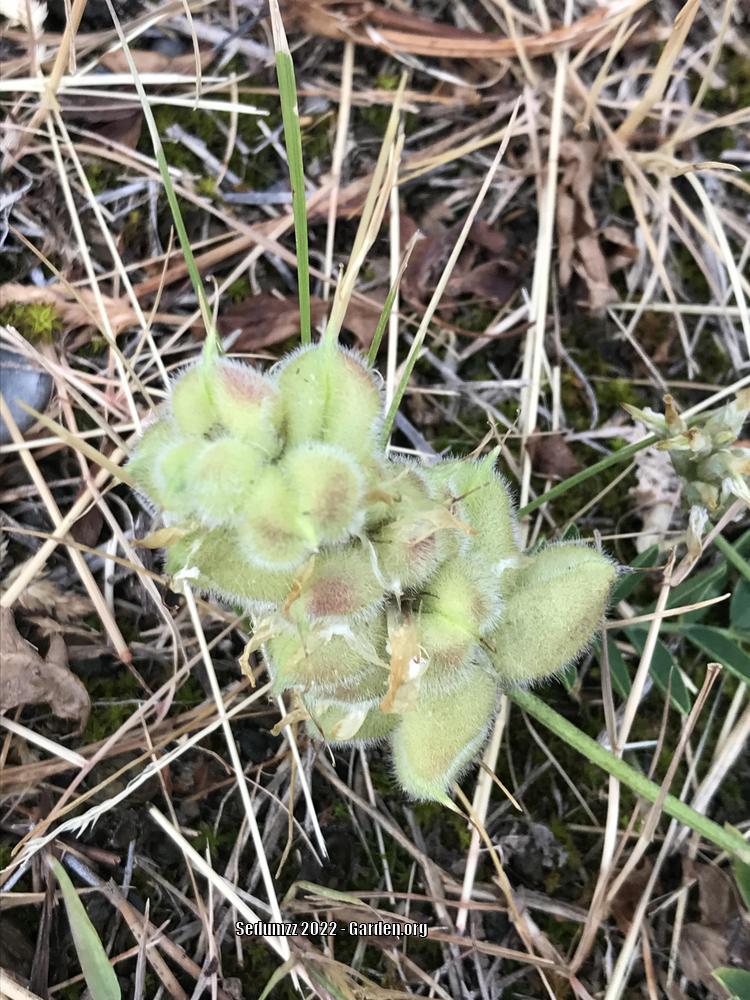 Photo of the fruit of Chickpea Milkvetch (Astragalus cicer) posted by ...