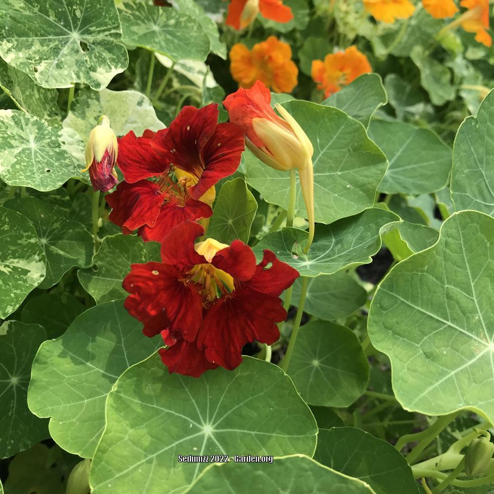 Photo of the bloom of Nasturtium (Tropaeolum majus 'Alaska Red Shades ...
