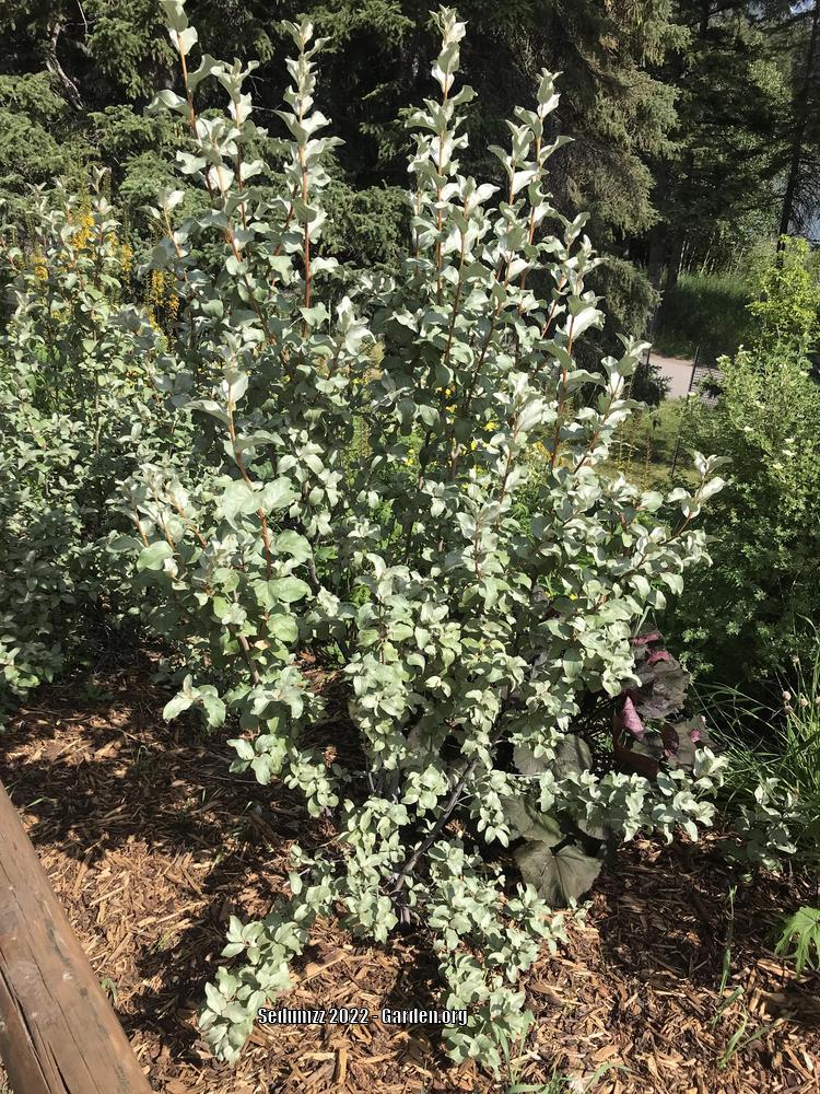Photo of the entire plant of Silverberry (Elaeagnus commutata) posted ...