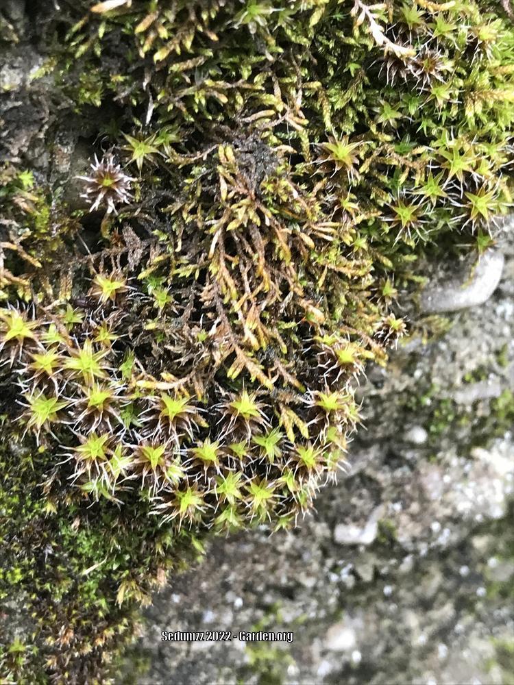 Photo of the entire plant of Twisted Moss (Syntrichia ruralis) posted ...