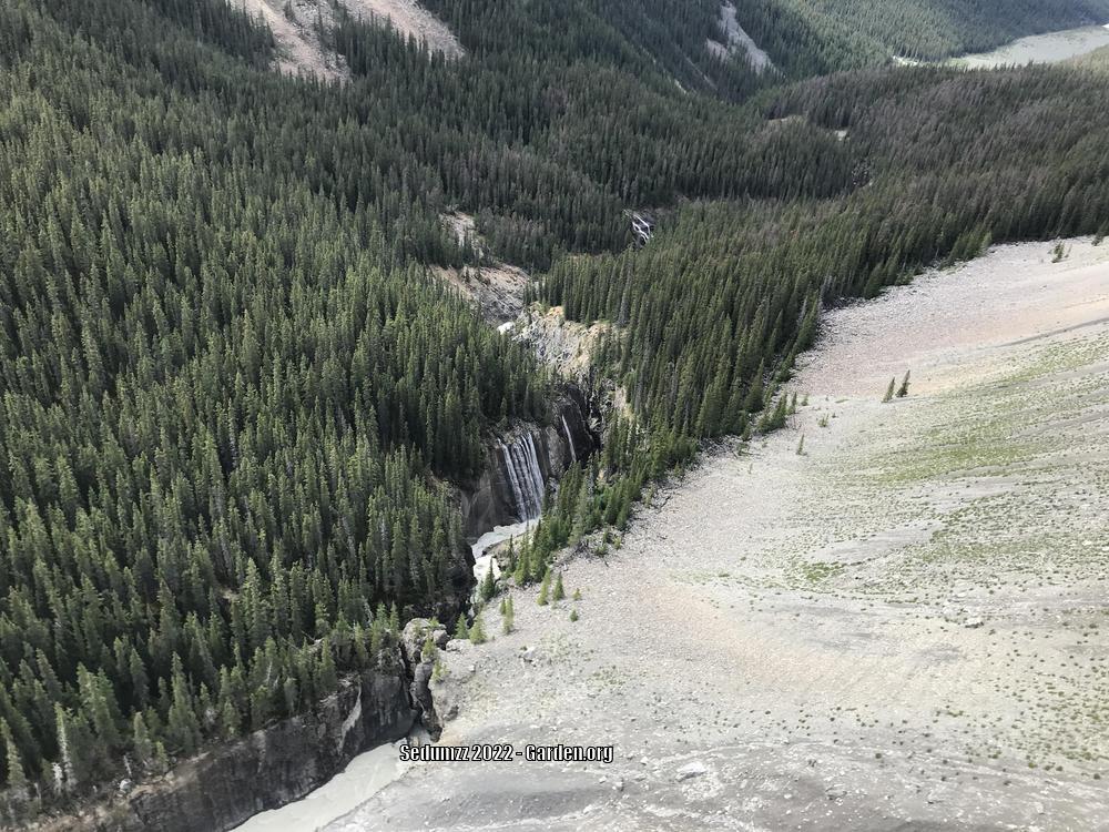 Photo of the habitat view of Yellow Mountain Avens (Dryas drummondii ...