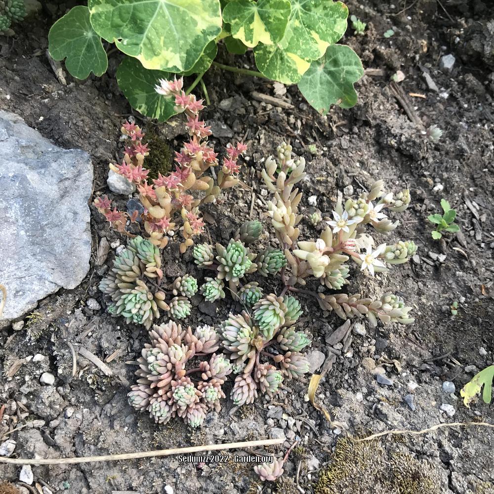 Photo of the entire plant of Spanish Stonecrop (Sedum hispanicum ...
