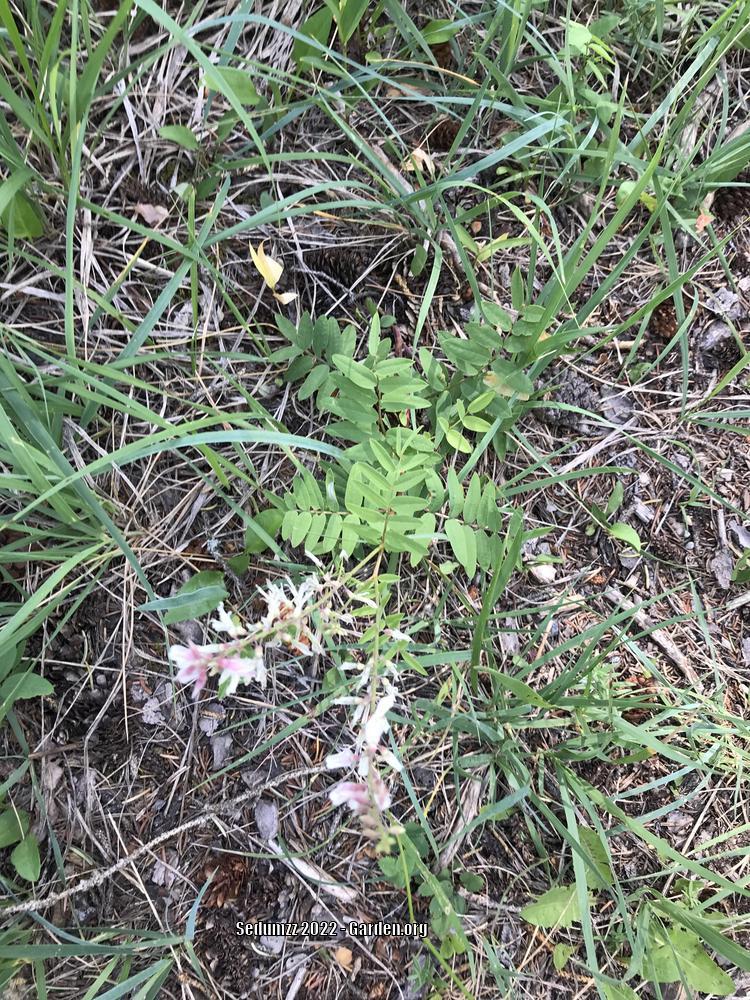 Photo of the entire plant of Bird Vetch (Vicia cracca) posted by ...