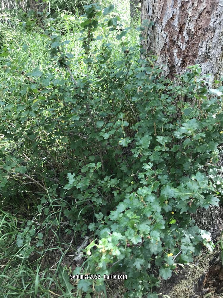 Photo of the entire plant of Canadian Gooseberry (Ribes oxyacanthoides ...