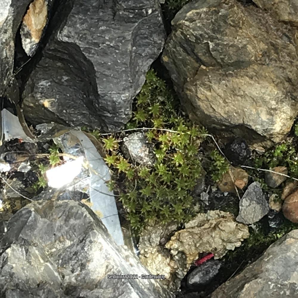 Photo of the entire plant of Twisted Moss (Syntrichia ruralis) posted ...