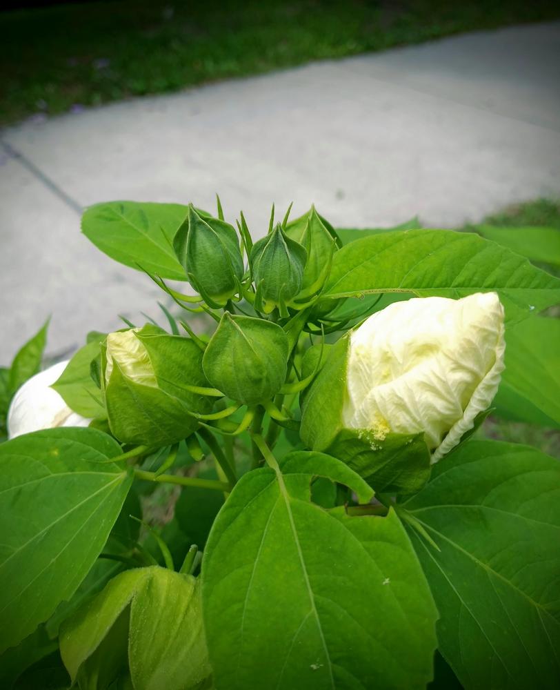 Photo of the closeup of buds, sepals and receptacles of Hybrid Hardy ...