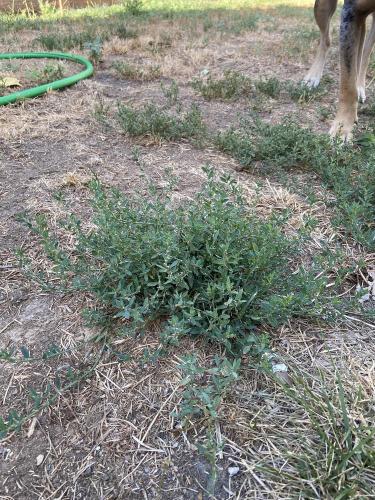 Identifying Colorado Ground Cover in the Plant ID forum - Garden.org