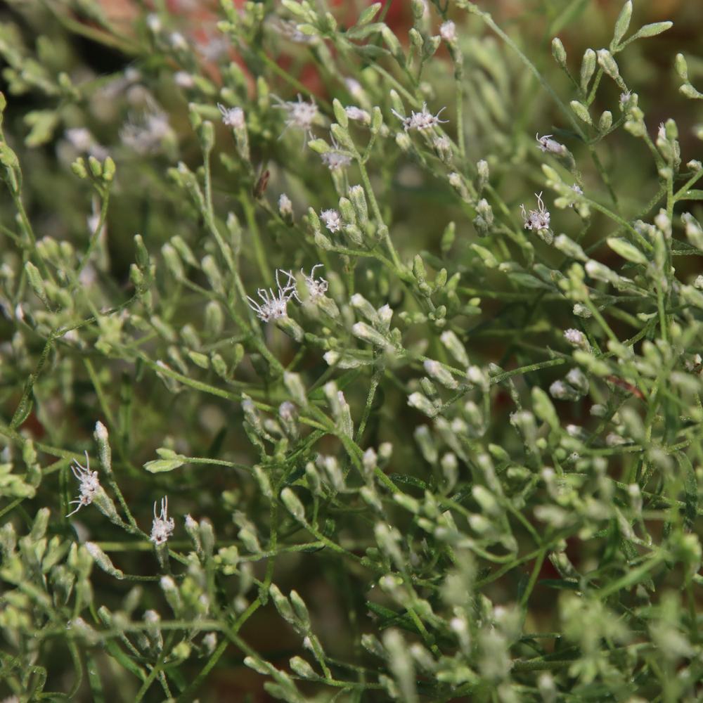 Hyssop-Leaf Boneset (Eupatorium hyssopifolium) in the Eupatoriums ...