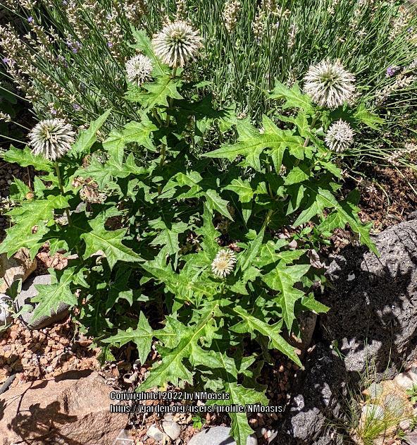 Photo of the entire plant of Globe Thistle (Echinops bannaticus 'Star ...