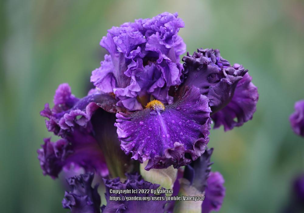 Photo of the bloom of Tall Bearded Iris (Iris 'Pagan Knight') posted by ...