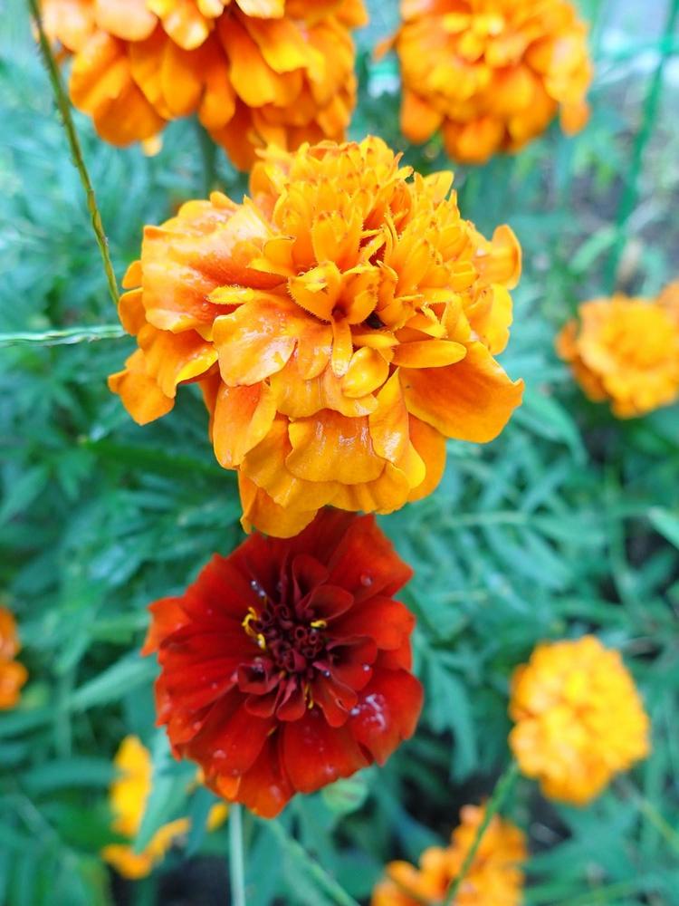 Marigold (Tagetes erecta 'Fireball') - Garden.org