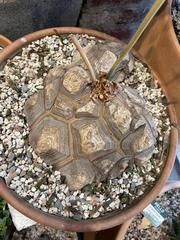 Photo of the entire plant of Wild Mexican Yam (Dioscorea mexicana ...