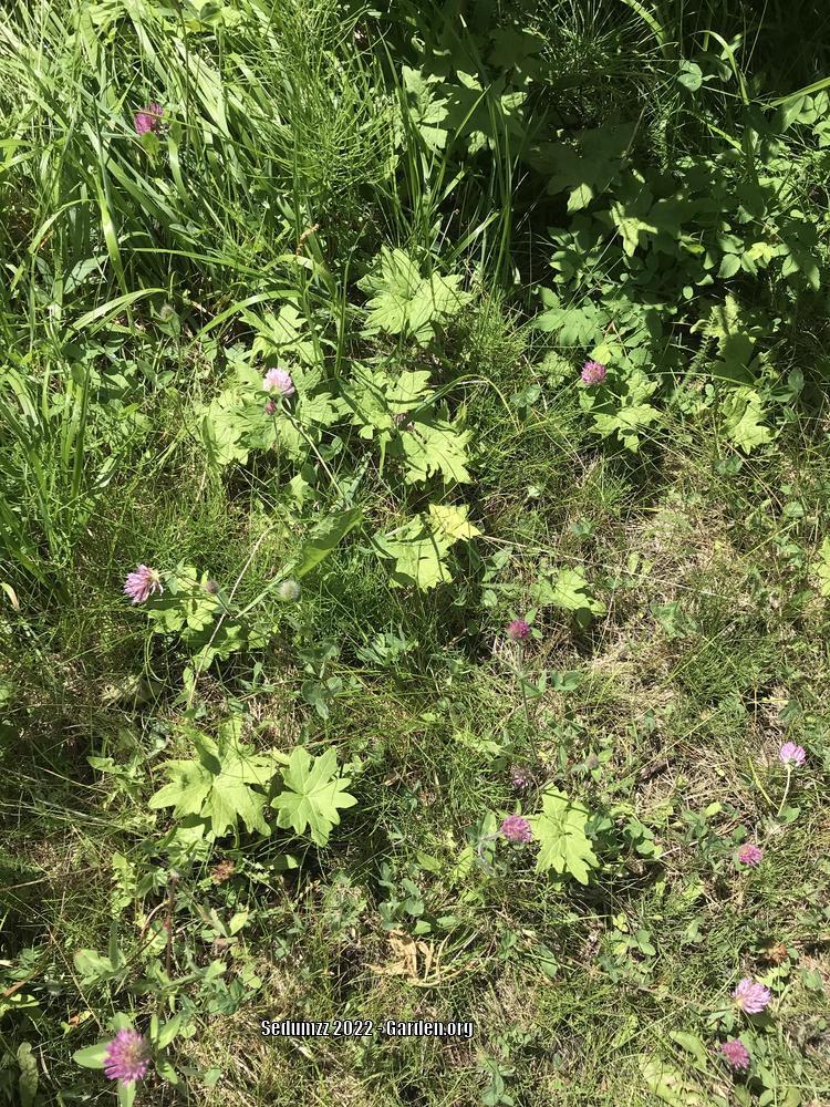 Photo of the entire plant of Arctic Sweet Coltsfoot (Petasites frigidus ...