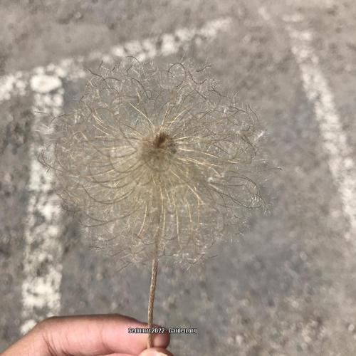Yellow Mountain Avens (Dryas drummondii) - Garden.org