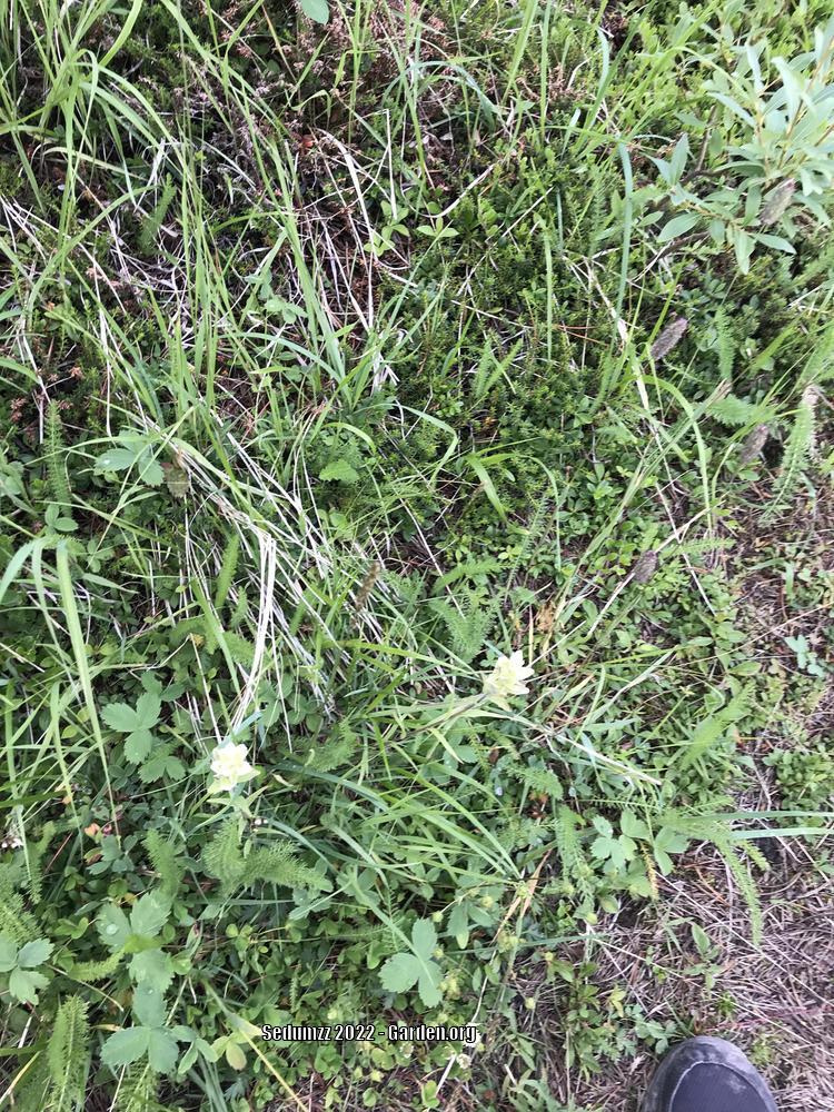 Photo of the habitat view of Western Yellow Paintbrush (Castilleja ...