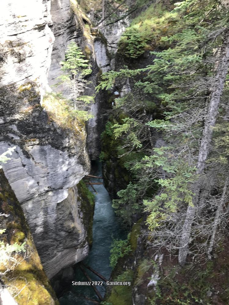 Photo of the habitat view of Bird's Claw Beard Moss (Barbula ...