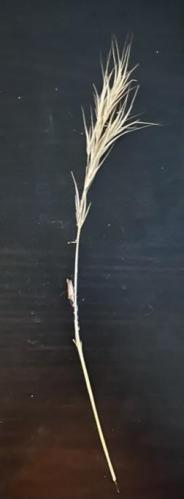 Weed identification in the Plant ID forum - Garden.org