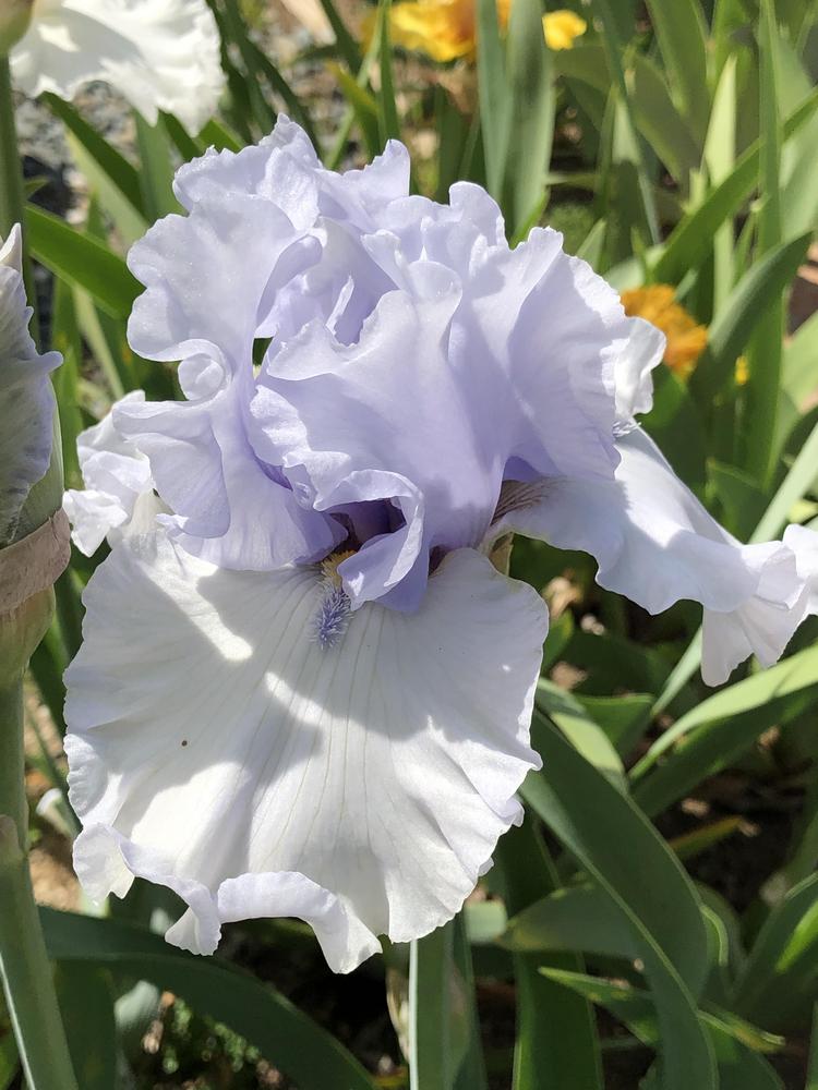 Photo of the bloom of Tall Bearded Iris (Iris 'Crystal Angel') posted ...