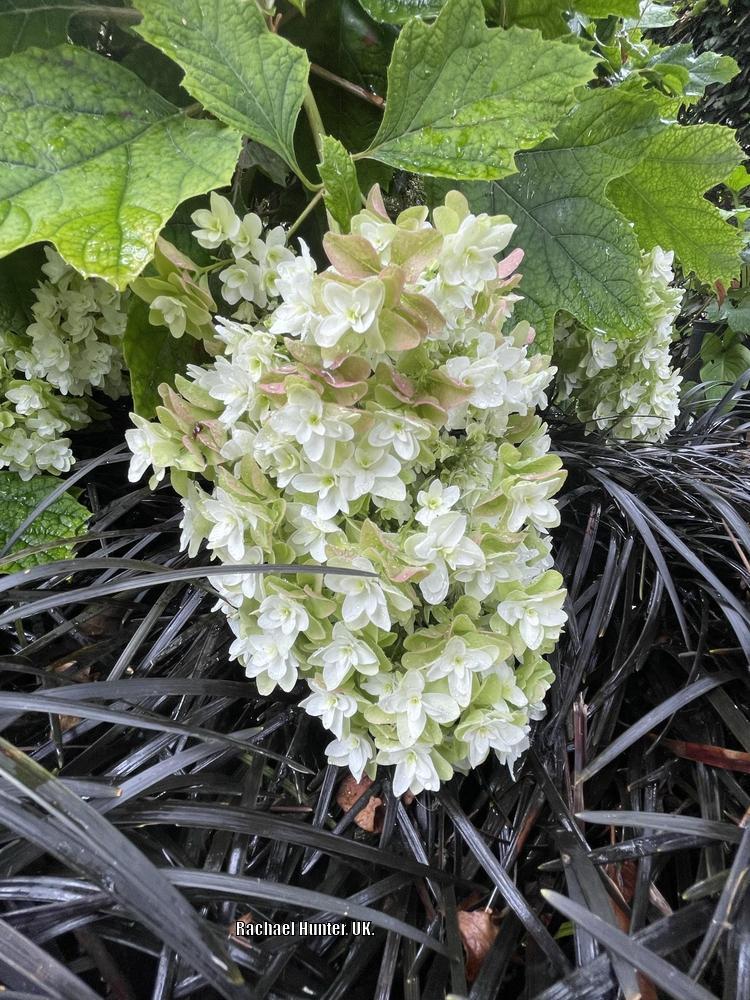 Photo of the bloom of Oakleaf Hydrangea (Hydrangea quercifolia Snow Queen™) posted by ...