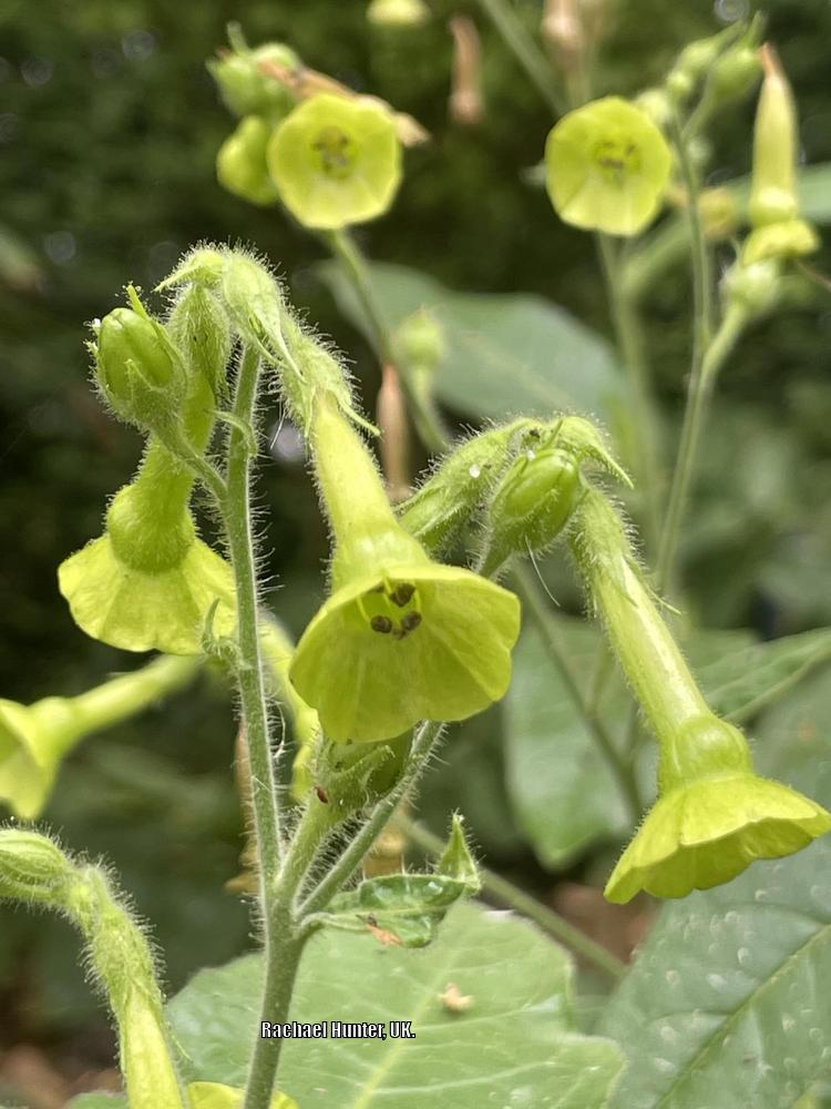 Wild Tobacco (Nicotiana rustica) in the Nicotianas Database - Garden.org