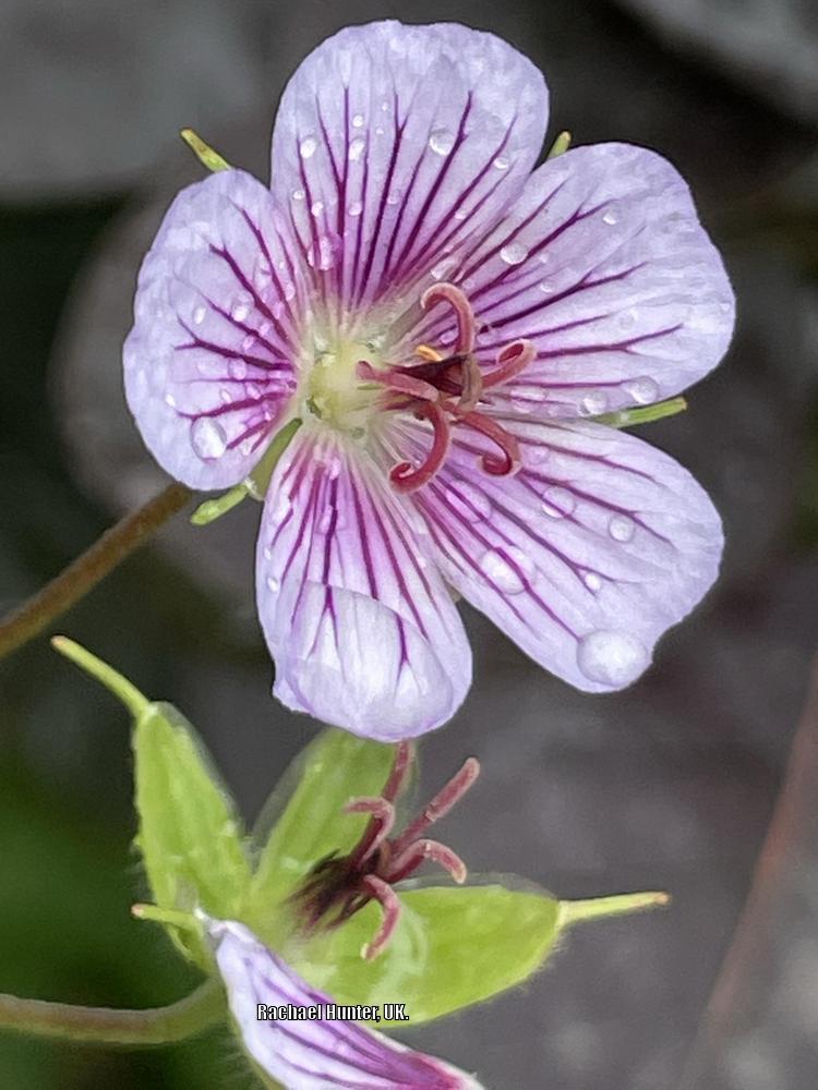 Geranium 'Light Dilys' in the Geraniums Database - Garden.org