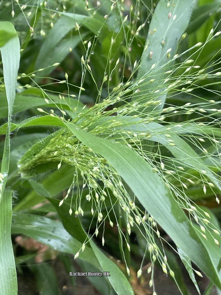 Photo of the bloom of Witchgrass (Panicum capillare) posted by ...