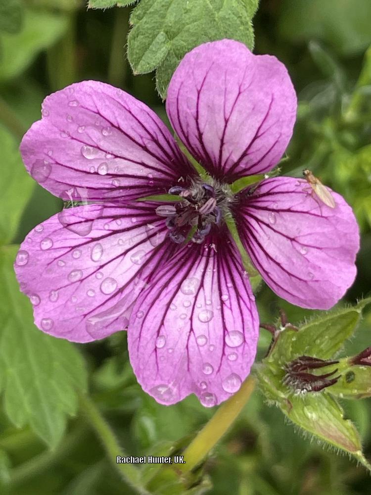 Geranium (Geranium wallichianum 'Hexham Velvet') in the Geraniums ...