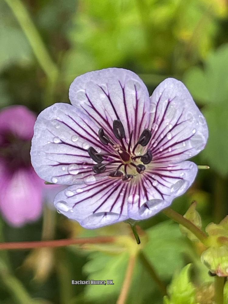 Photo of the bloom of Geranium (Geranium wallichianum 'Crystal Lake ...
