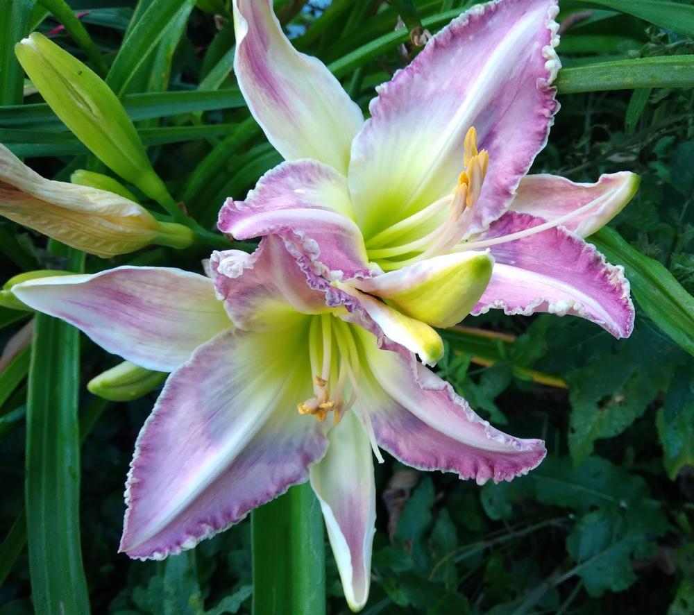 Photo of the bloom of Daylily (Hemerocallis 'Cordial Colors') posted by ...