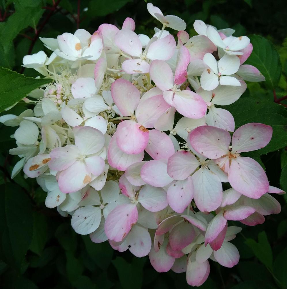 Panicle Hydrangea (Hydrangea paniculata Diamant Rouge®) in the ...