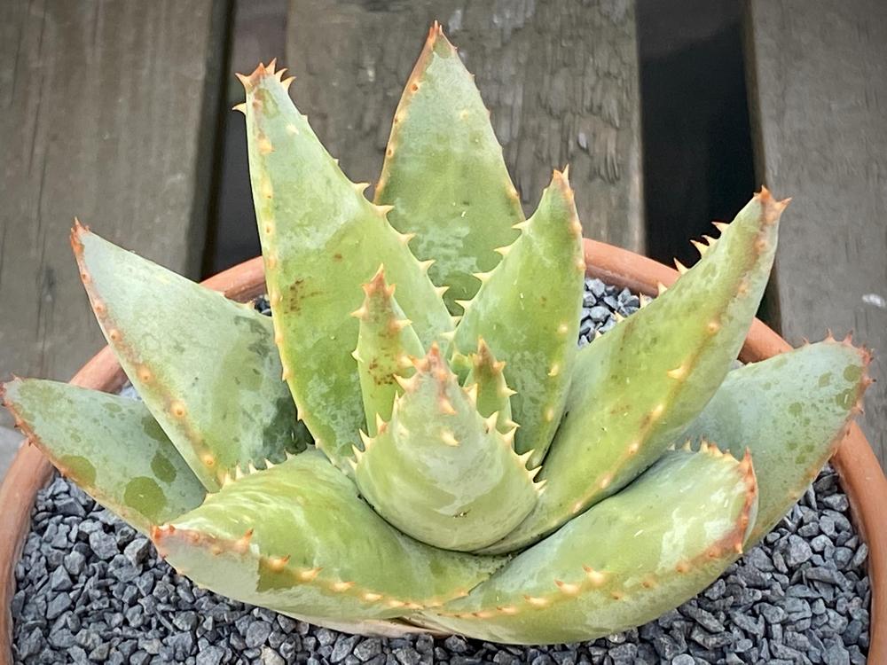 Photo of the entire plant of Large Short-Leaved Aloe (Aloe brevifolia ...