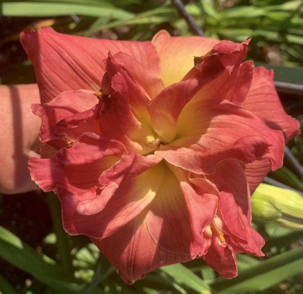 Photo of the bloom of Daylily (Hemerocallis 'Raspberry Roller') posted ...