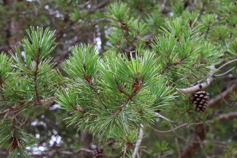 Photo of the leaves of Scrub Pine (Pinus virginiana) posted by LoriMT ...