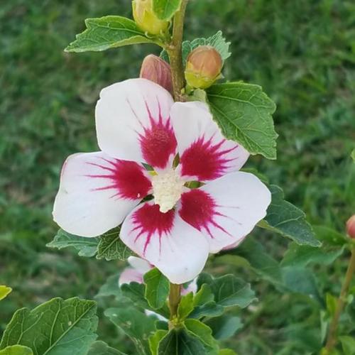 Dwarf Rose of Sharon (Hibiscus syriacus Lil Kim™) in the Roses of ...