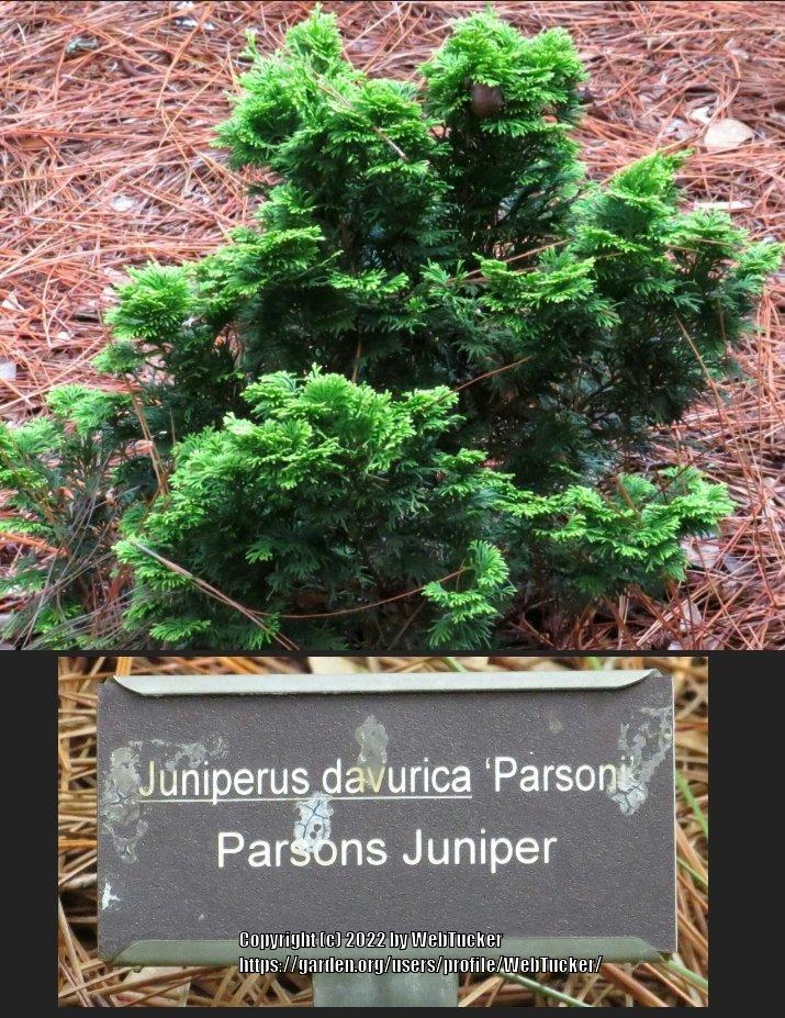 Parson's Juniper (Juniperus sabina var. davurica 'Parsonsii') - Garden.org