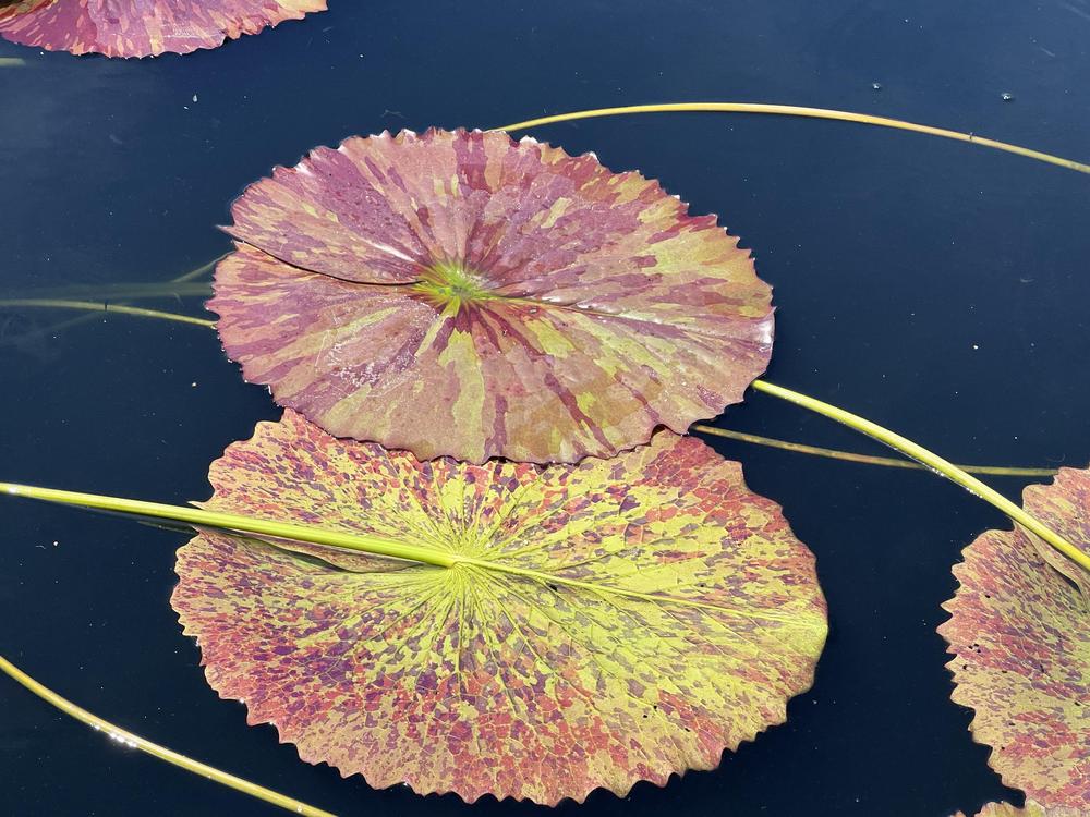 Photo of the leaves of Waterlily Day-Blooming (Nymphaea 'Morada Bay') posted by bxncbx - Garden.org