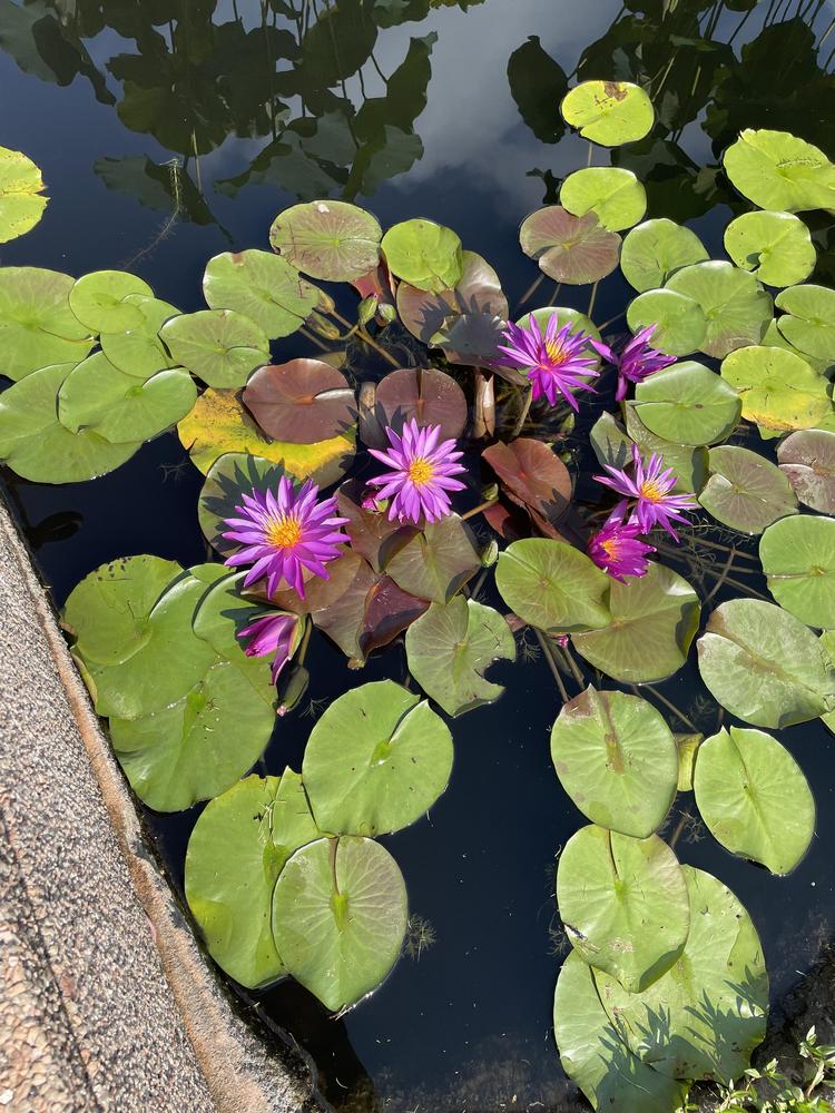 Photo of the entire plant of Nymphaeas (Nymphaea) posted by jooshewa ...