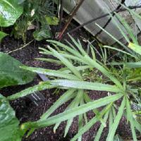 Photo of the entire plant of Miagos Bush (Osmoxylon lineare) posted by ...