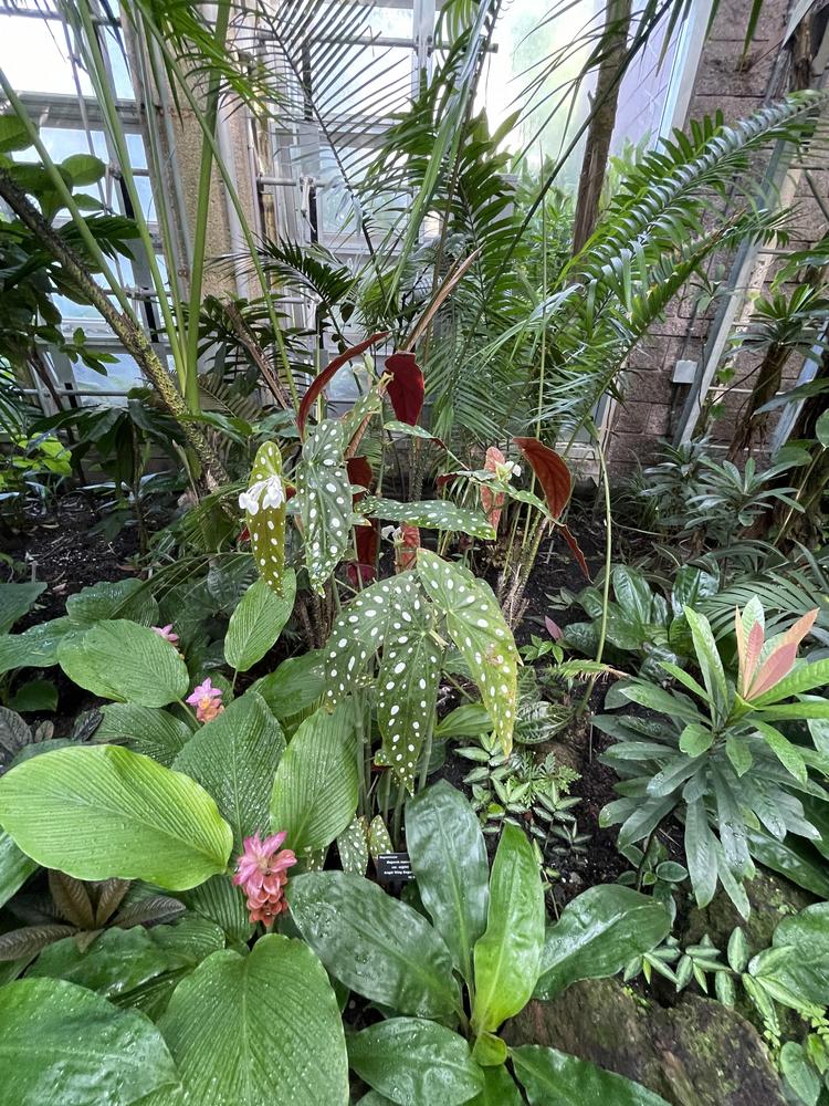 Photo of the entire plant of Polka Dot Begonia (Begonia maculata ...