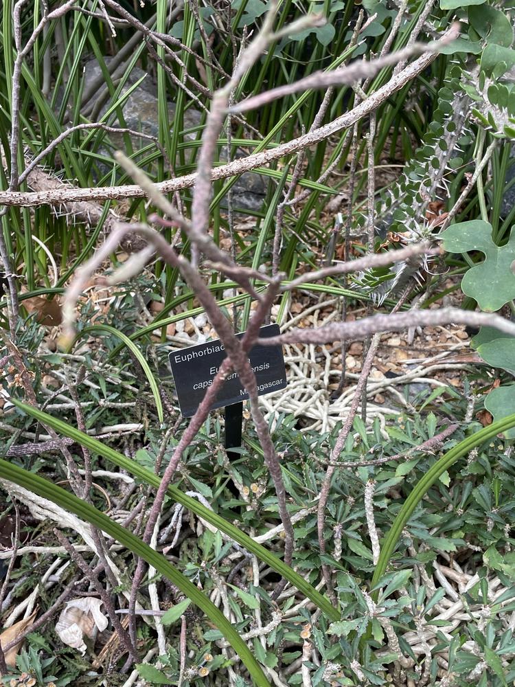 Photo of the entire plant of Dead Stick Plant (Euphorbia platyclada ...