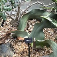 Photo of the entire plant of N'tumbo (Welwitschia mirabilis) posted by ...