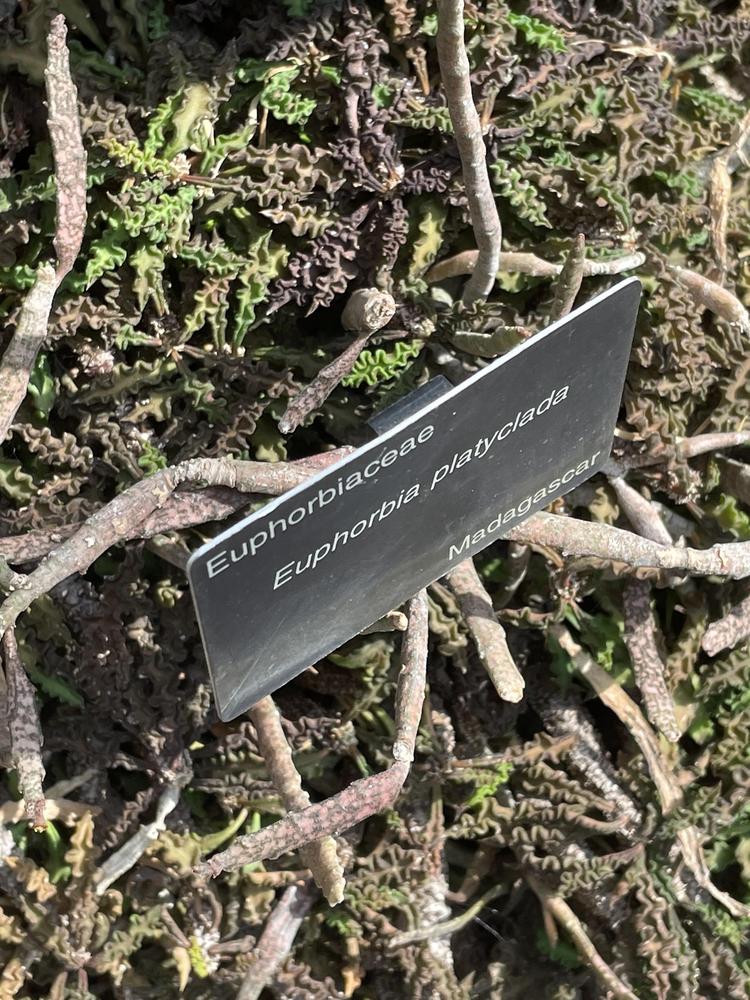 Photo of the entire plant of Dead Stick Plant (Euphorbia platyclada ...